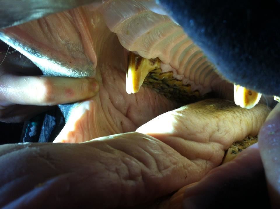 Why Equine Dentistry is Important – Advanced Equine Dentistry Inc.