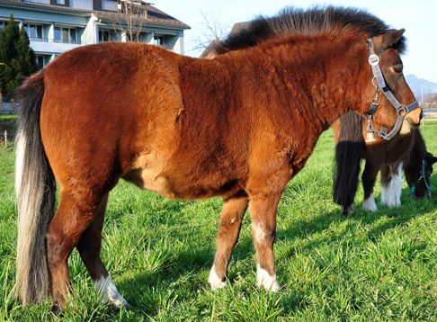 Body Condition Scoring – Advanced Equine Dentistry Inc.