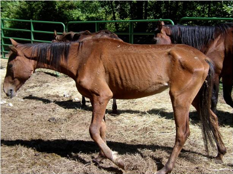 Body Condition Scoring – Advanced Equine Dentistry Inc.