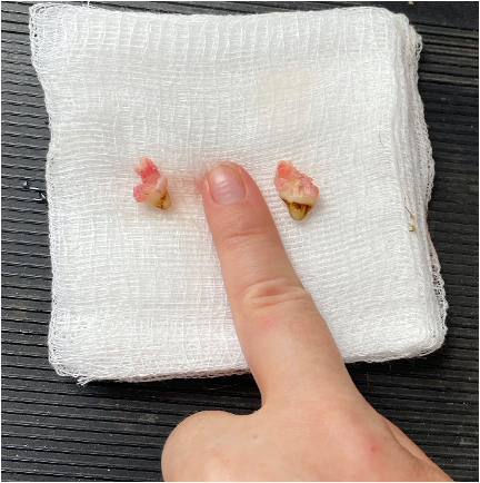 What’s the Deal with Wolf Teeth? – Advanced Equine Dentistry Inc.