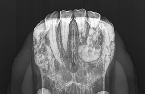 Equine Odontoclastic Tooth Resorption and Hypercementosis…..EOTRH for ...