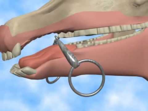 Size Matters….Bit Size That Is! – Advanced Equine Dentistry Inc.