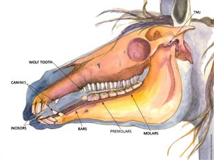 Learning About Tools of the Trade – Advanced Equine Dentistry Inc.