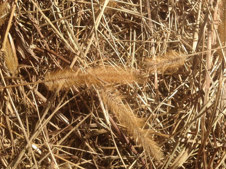 Foxtail Alert…We are Seeing Increased Numbers of Horses with Foxtail ...