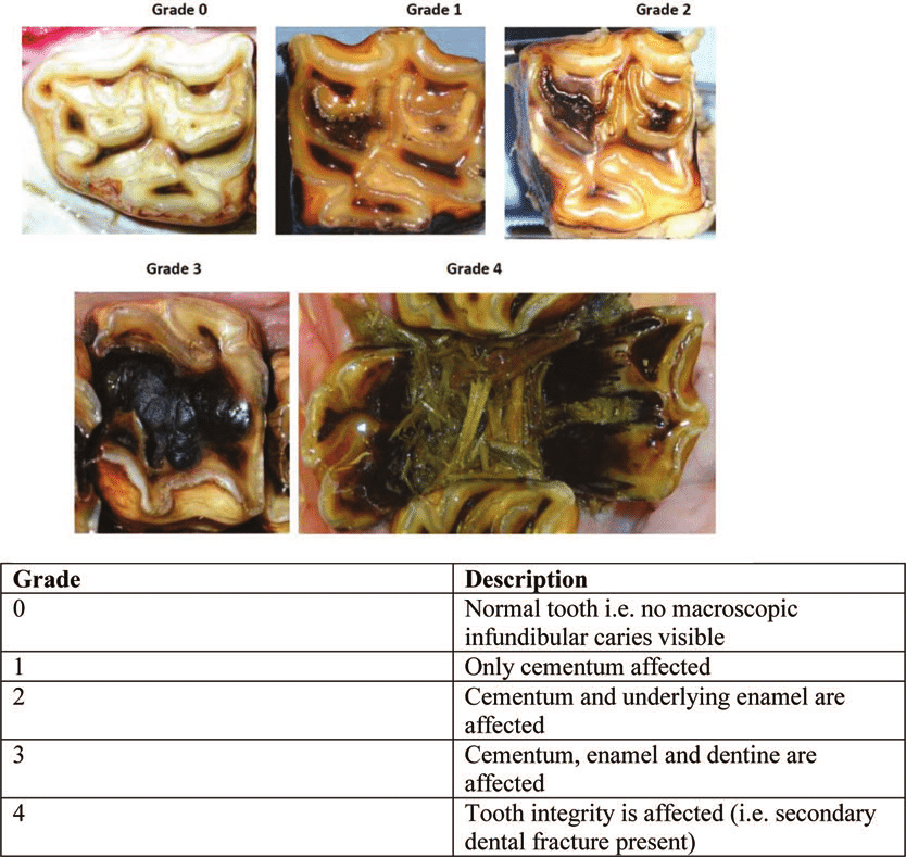 My Horse has a Cavity??? – Advanced Equine Dentistry Inc.