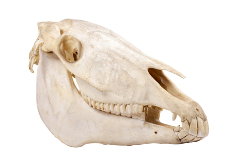 My Horse’s Front Teeth aren’t Straight….Does it Matter? – Advanced ...